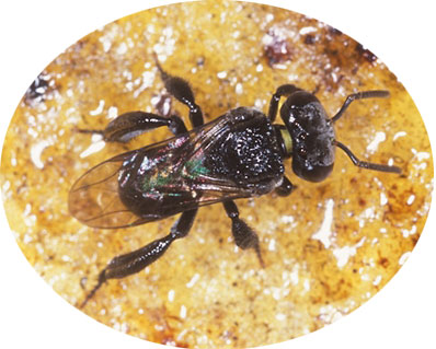 Clarence Valley Native Bees – Clarence Native Bees