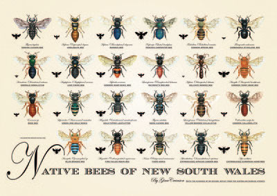 Resources – Clarence Native Bees