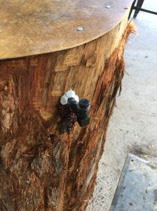 Native Bee Rescues – Clarence Native Bees